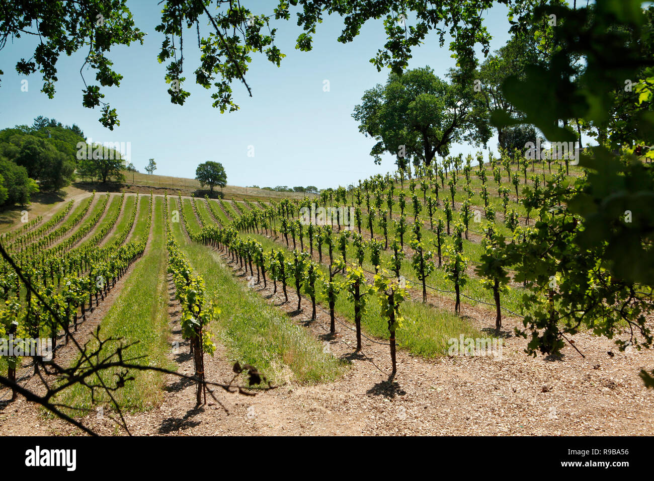 An american viticultural area hi-res stock photography and images - Alamy