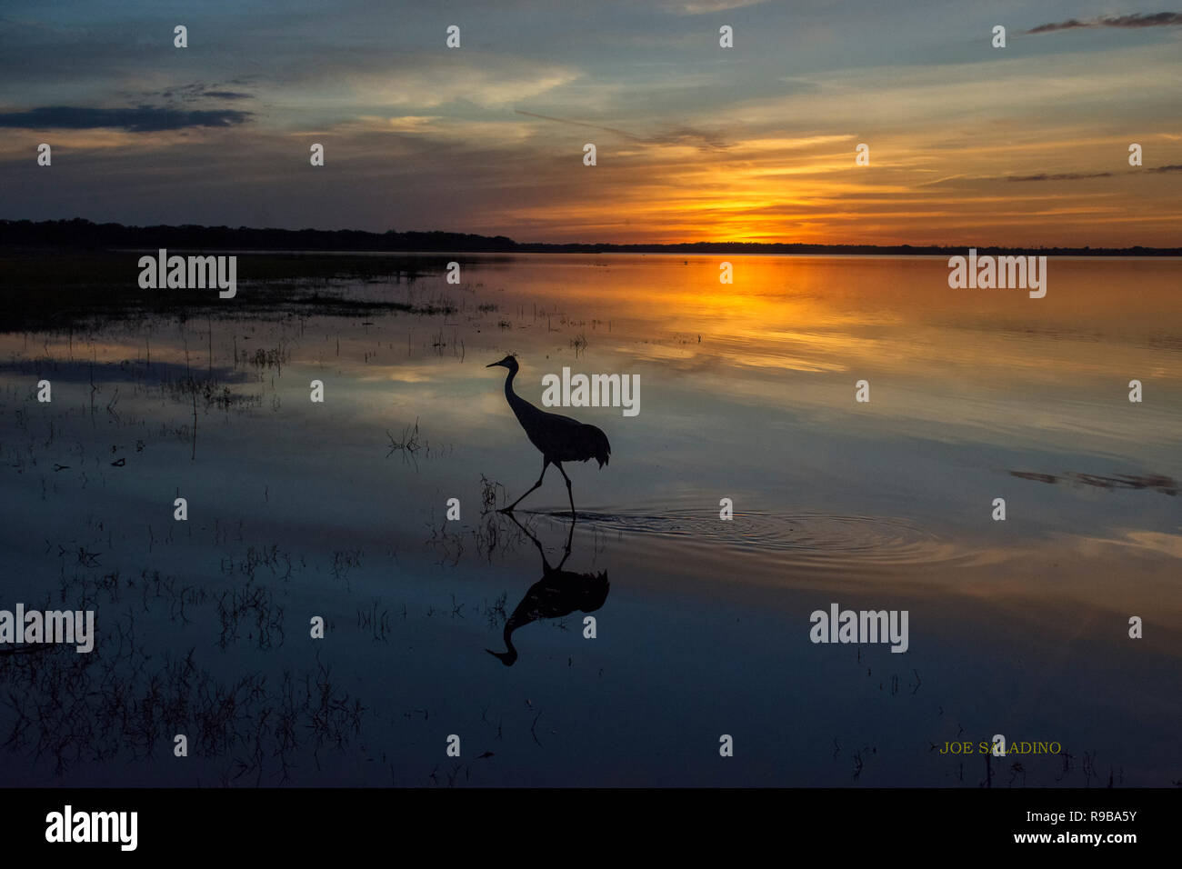 Wading bird silhouette hi-res stock photography and images - Alamy