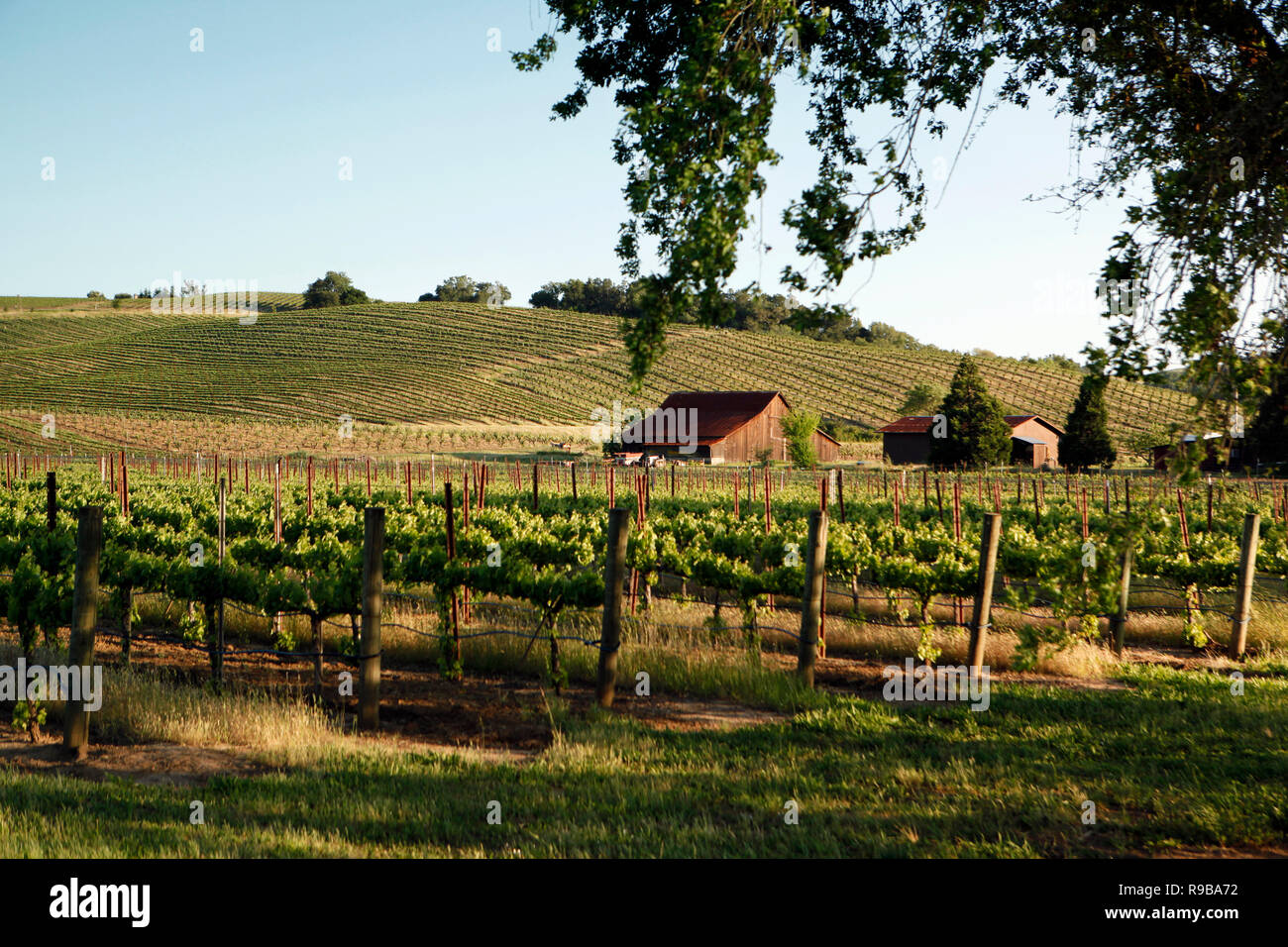 USA, California, Healdsburg, on the grounds of Rutherford Vineyard, a ...