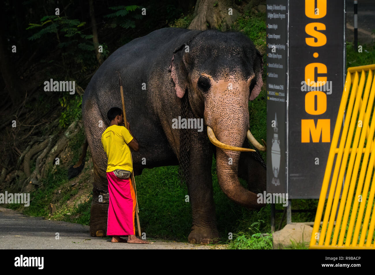 mahout taking elephant for a walk Stock Photo - Alamy