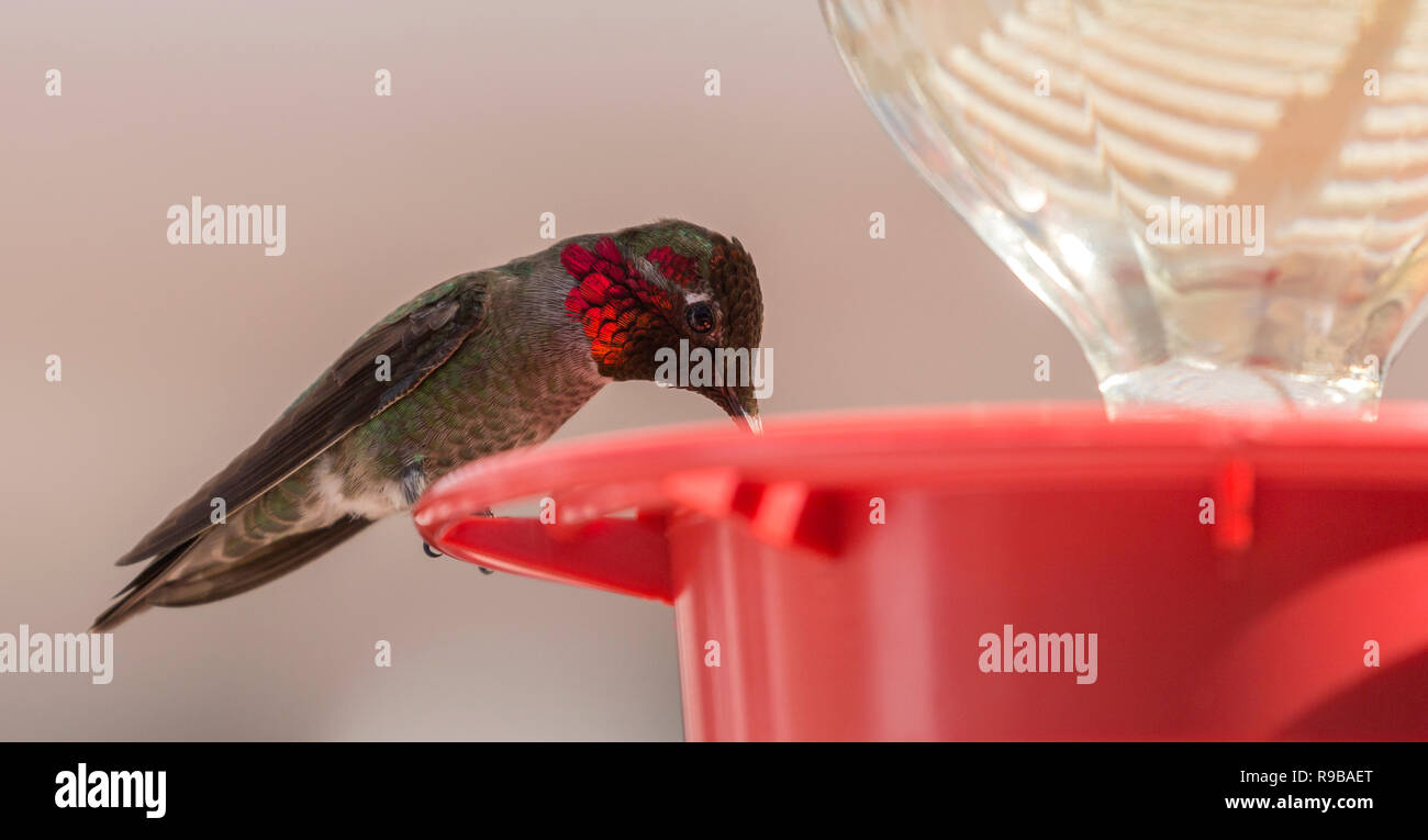 Ruby throated Anna's hummingbird feeding Stock Photo - Alamy