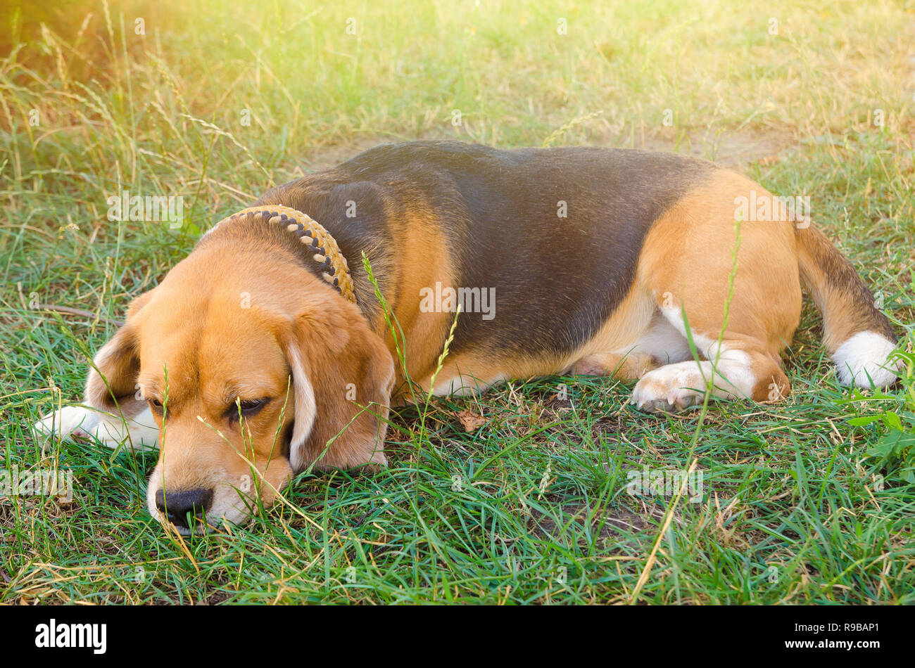 beagle dog outdoors at backyard Stock Photo - Alamy