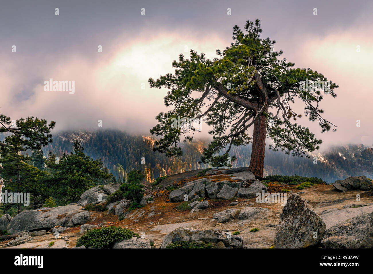Lone pine tree stormy sky hi-res stock photography and images - Alamy