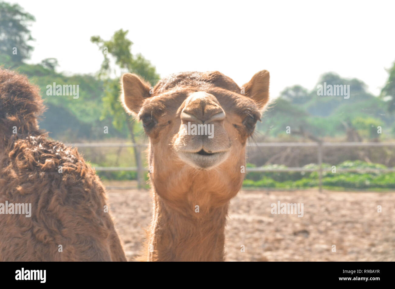 Camel face reaction hi-res stock photography and images - Alamy