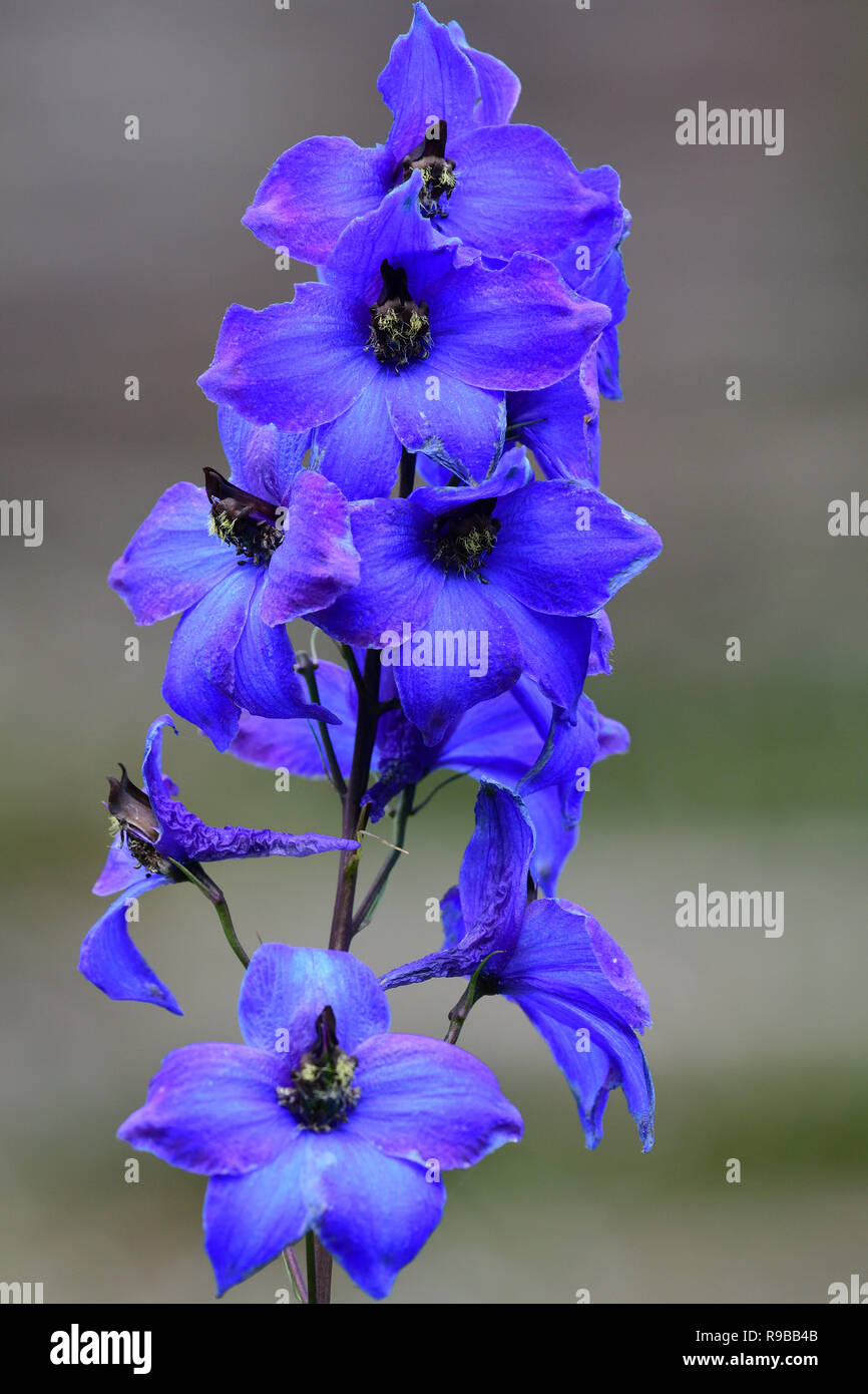 Purple alpine delphinium blooming hi-res stock photography and images ...