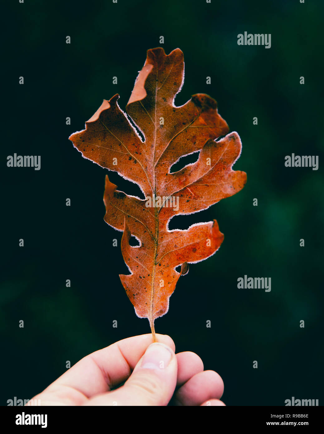 Single oak leaf hi-res stock photography and images - Alamy