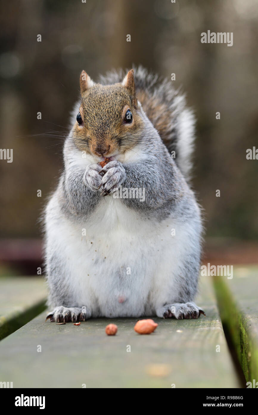 Portrait of a grey squirrel sitting on a picnic table eating nuts Stock ...