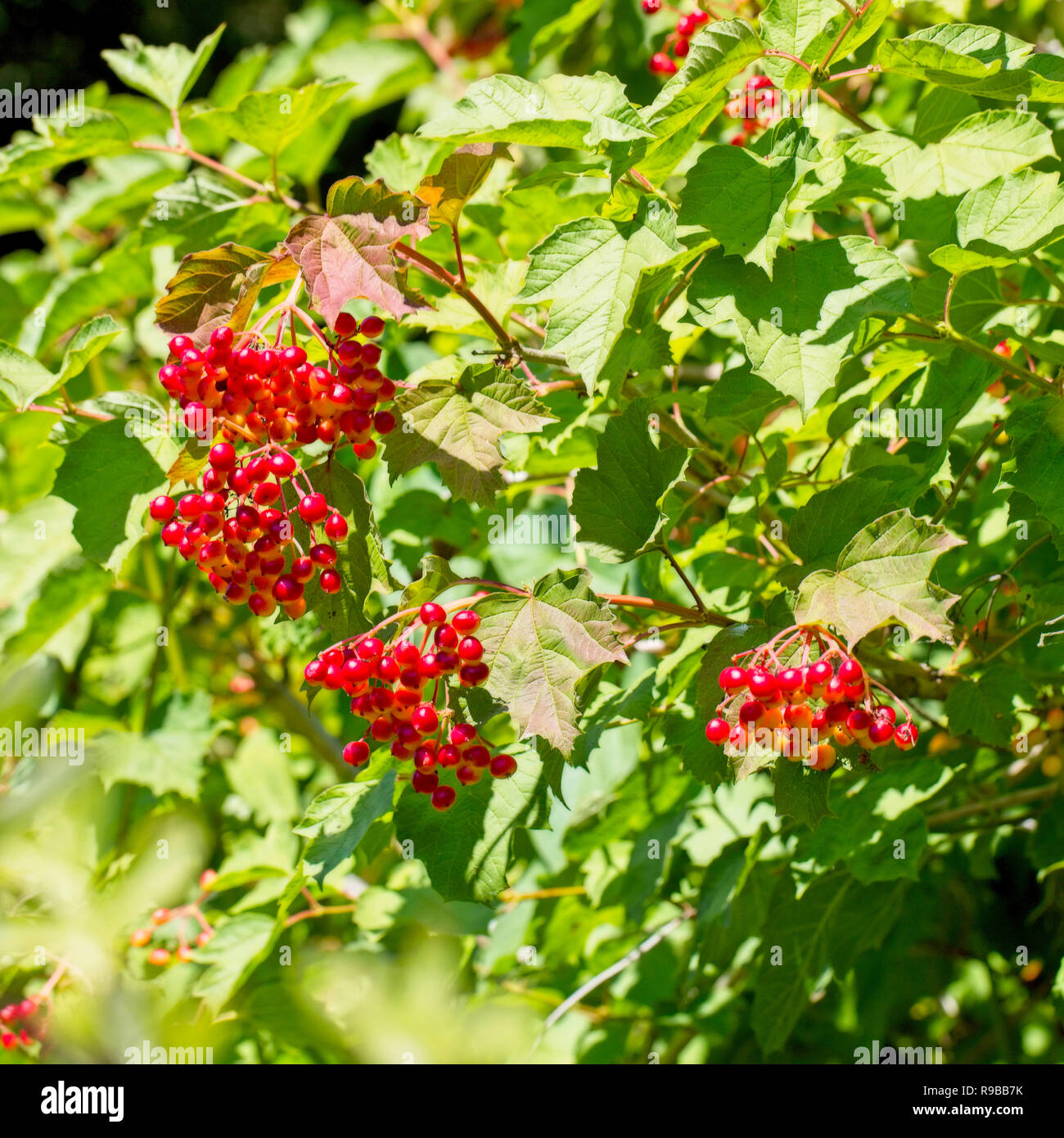 Poison Berry High Resolution Stock Photography and Images - Alamy