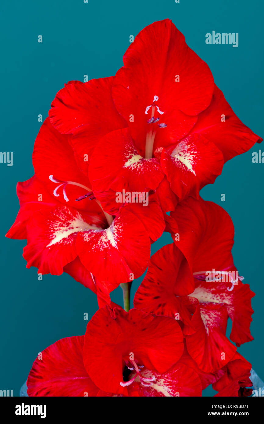 Bright red gladiolus flowers against a green background, studio shot ...