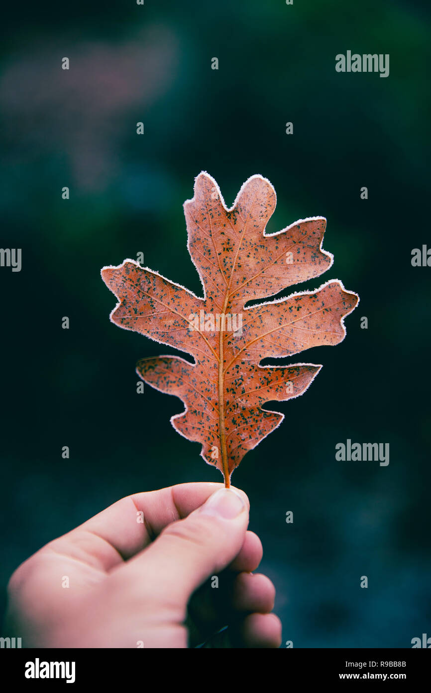 One single oak leaf hi-res stock photography and images - Alamy