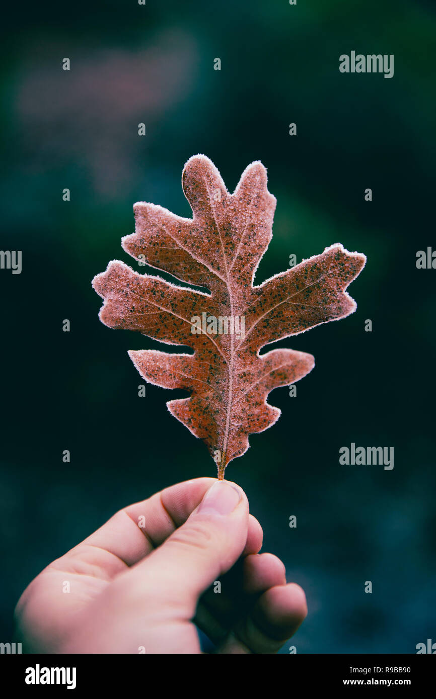 Single oak leaf with frost around the edges Stock Photo - Alamy