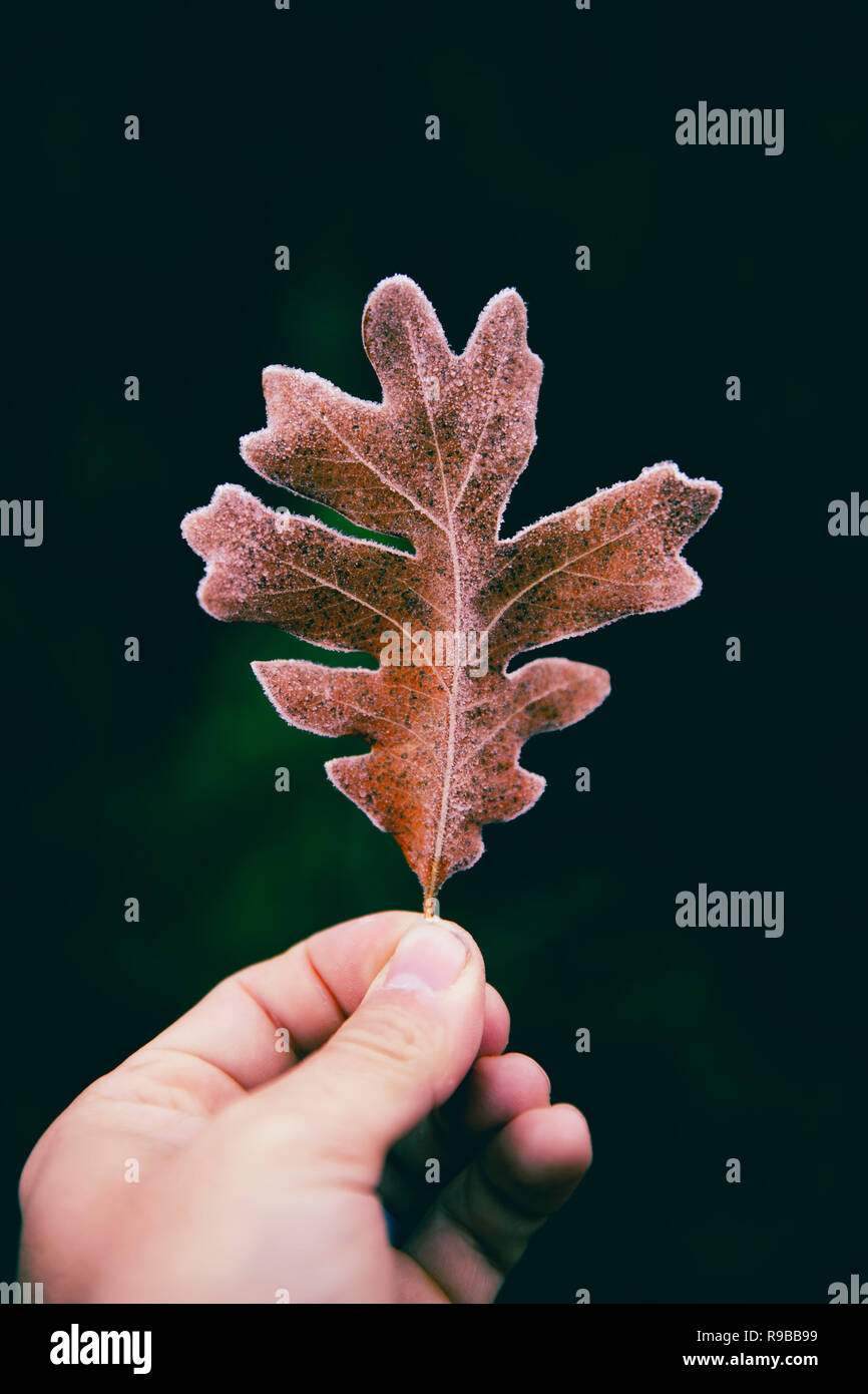 Single oak leaf with frost around the edges Stock Photo - Alamy
