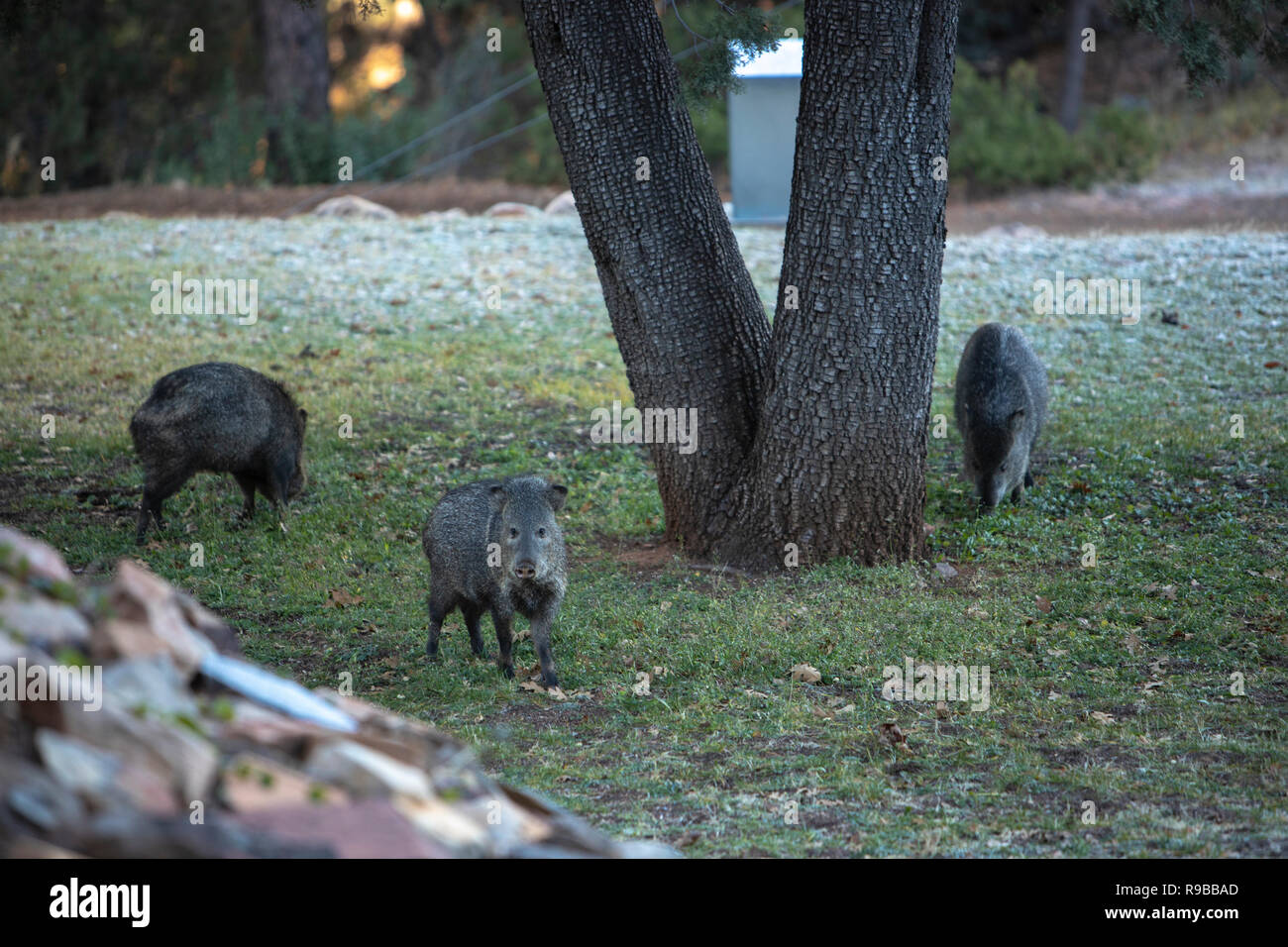Javelina High Resolution Stock Photography and Images - Alamy