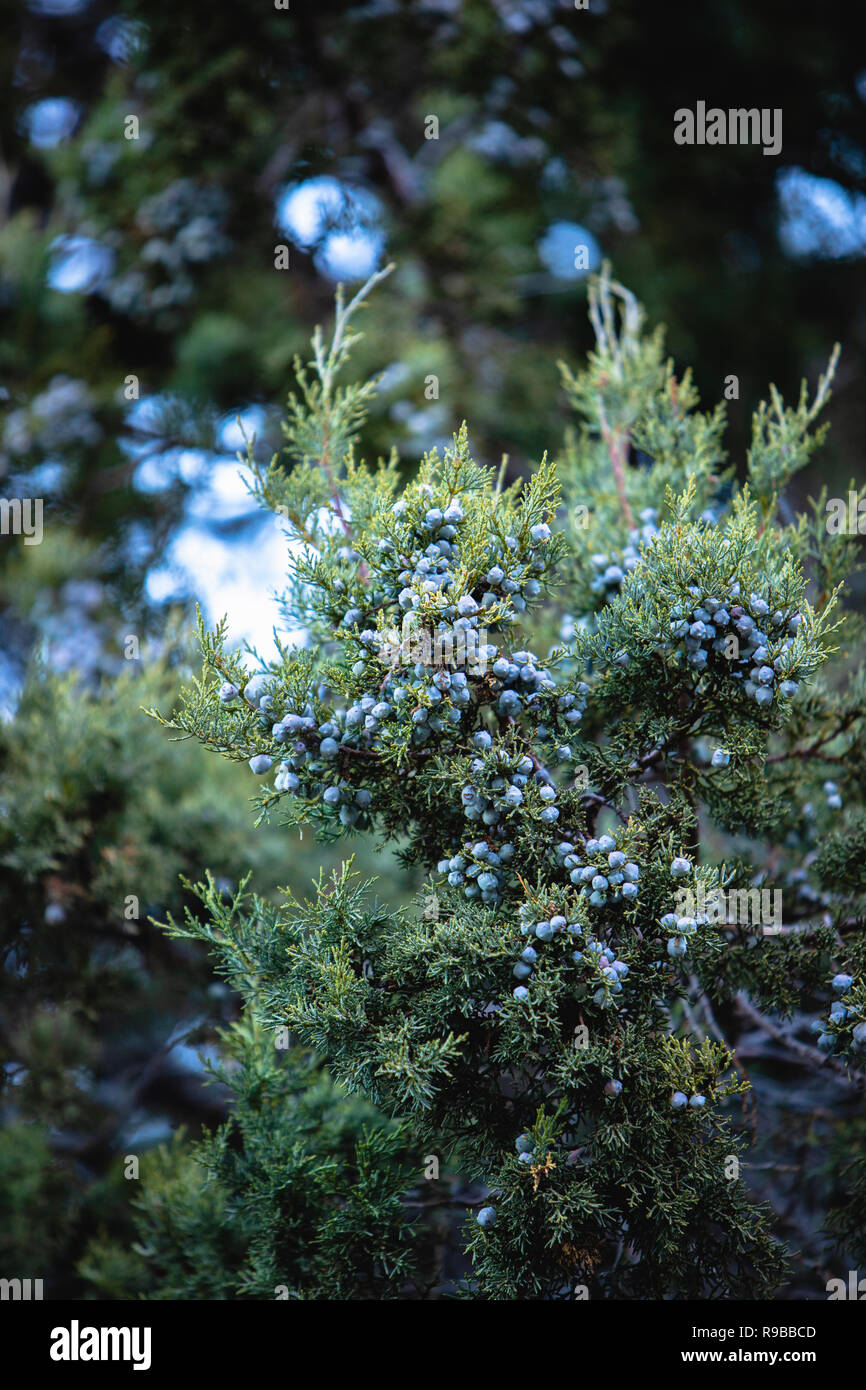 Juniper Tree Berries
