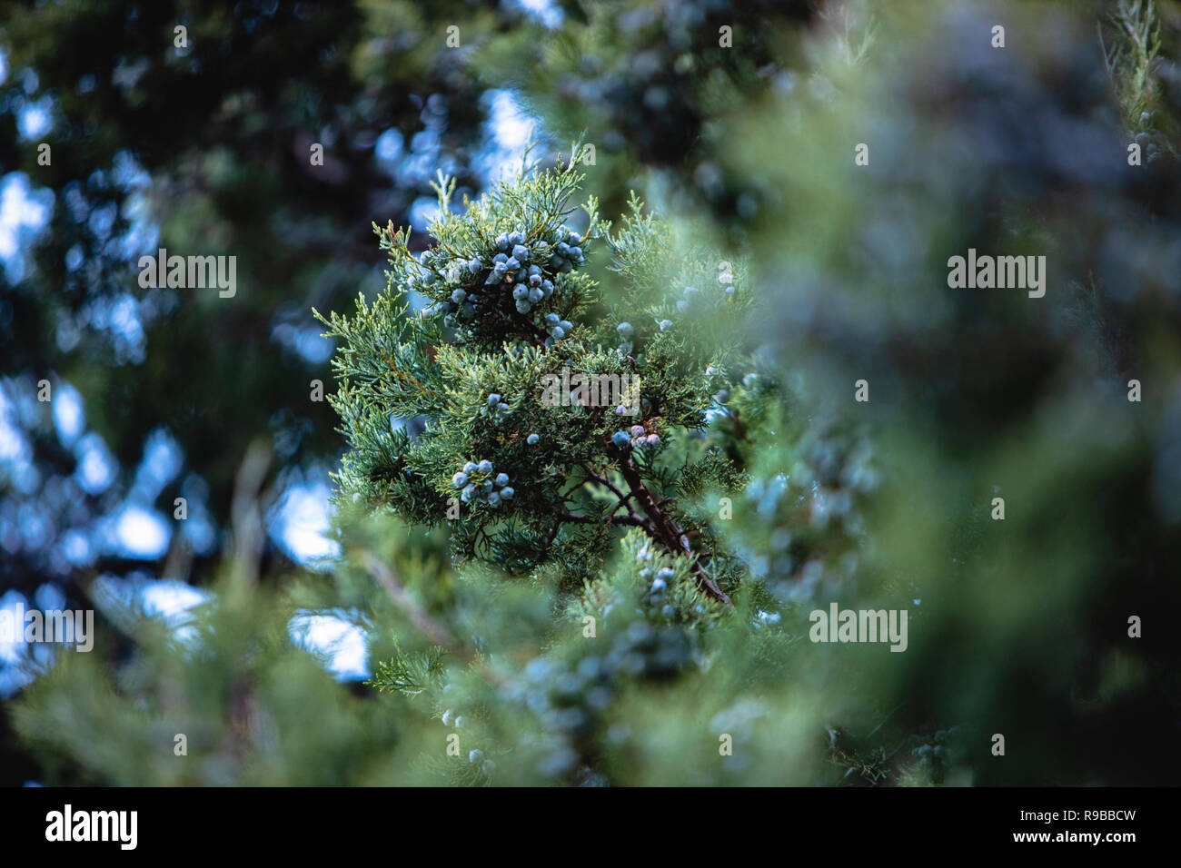 Juniper tree with berries Stock Photo - Alamy