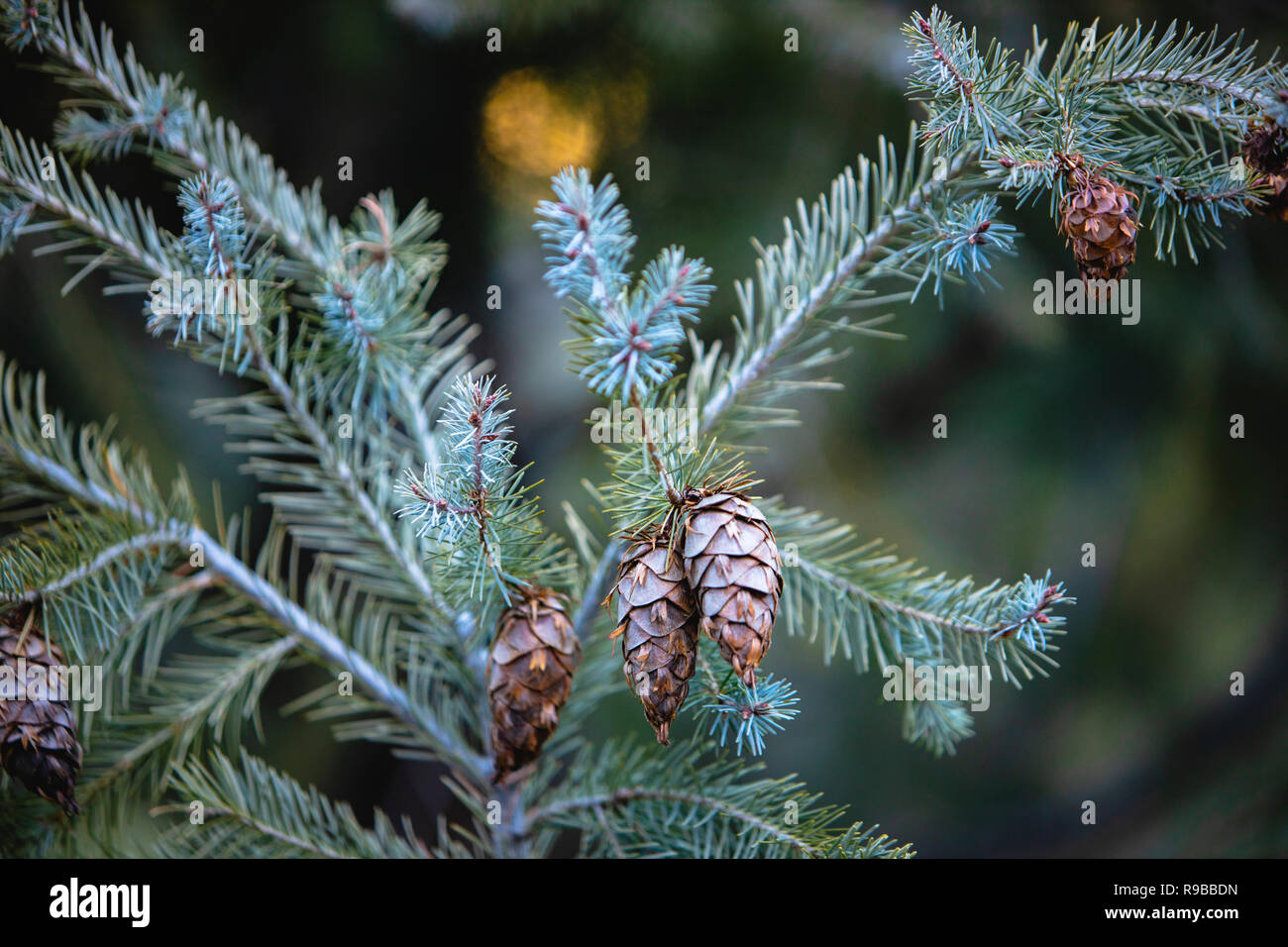 Cone from a cedar tree hi-res stock photography and images - Alamy