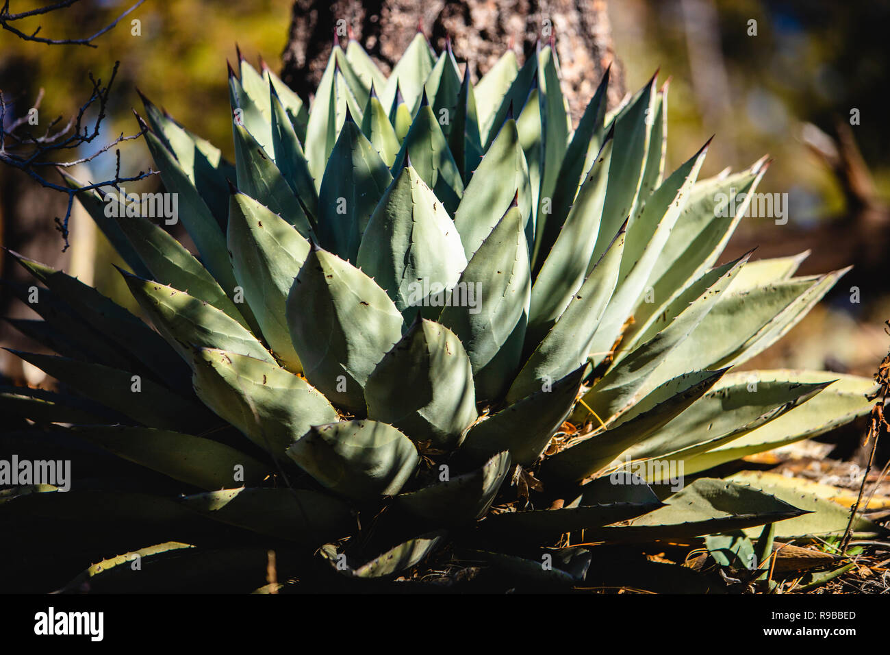 Wild Aloe Vera High Resolution Stock Photography and Images - Alamy