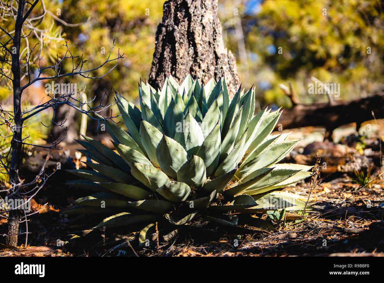 Aloe plant growing in the forest Stock Photo - Alamy