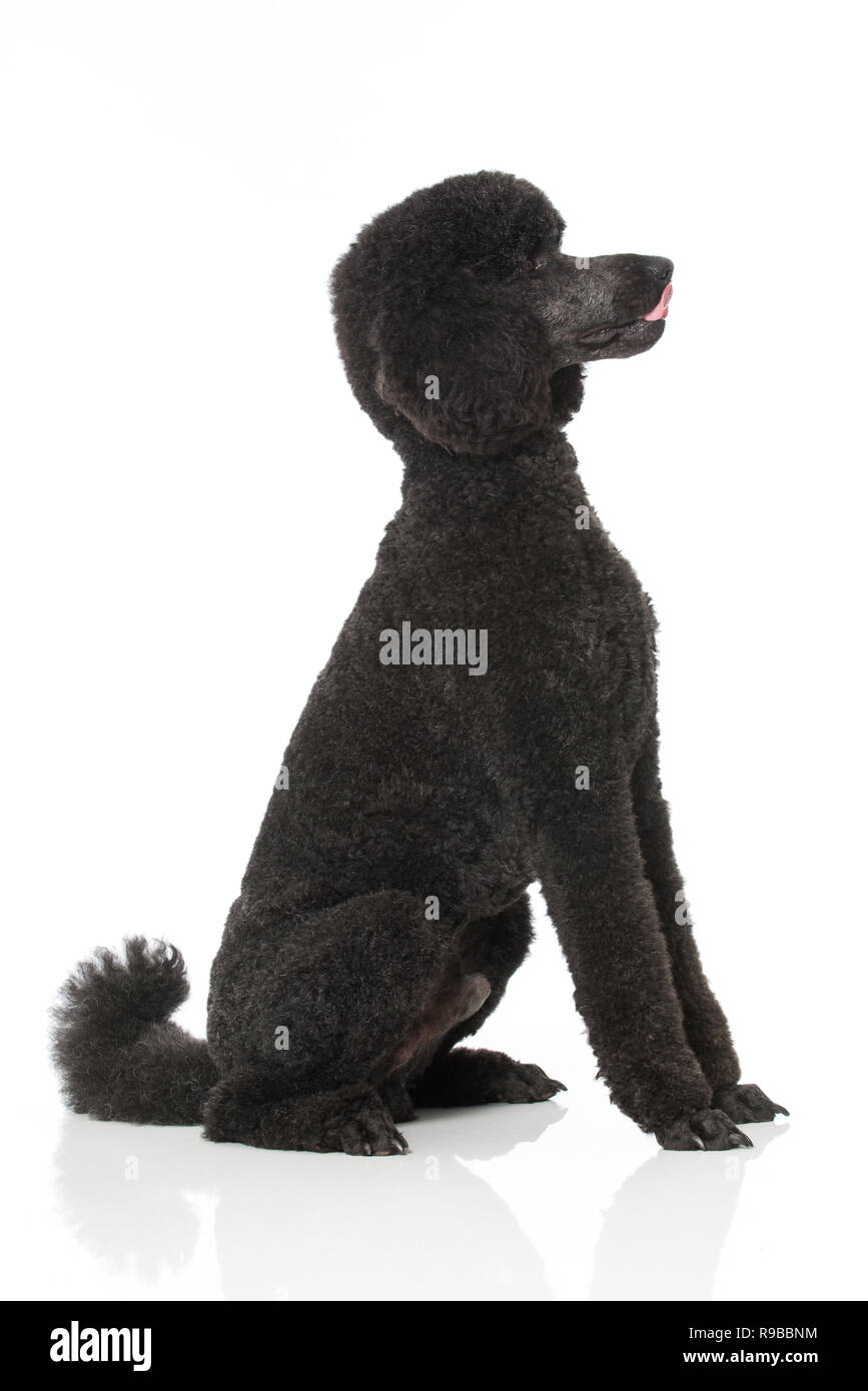 Poodle isolated on white background Stock Photo - Alamy