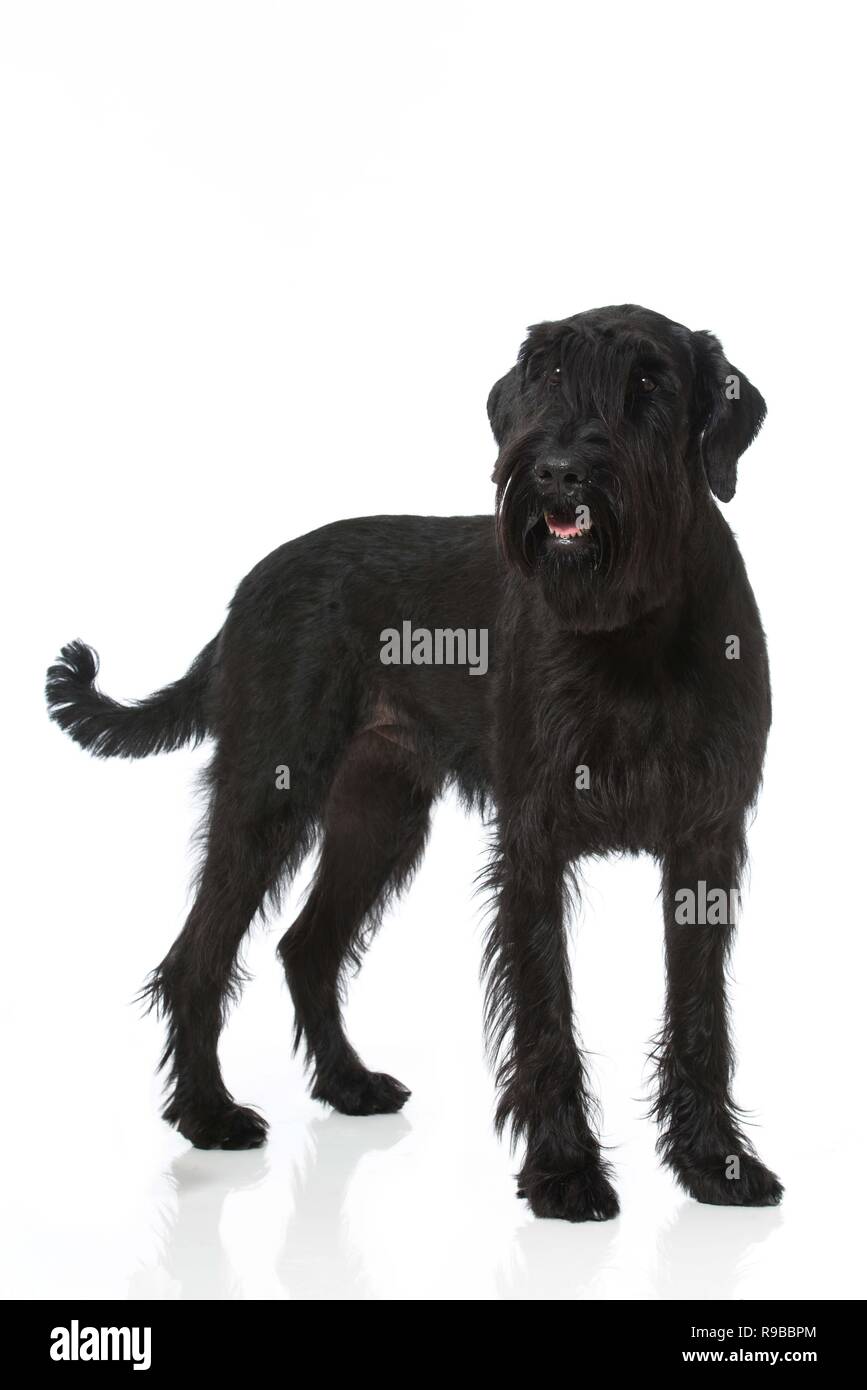 Giant schnauzer dog isolated on white Stock Photo - Alamy