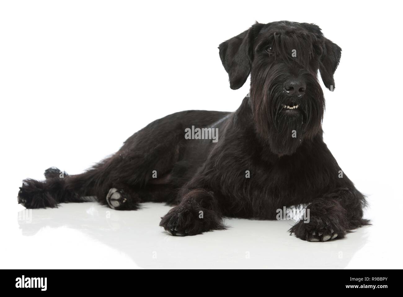 Giant schnauzer dog isolated on white Stock Photo - Alamy