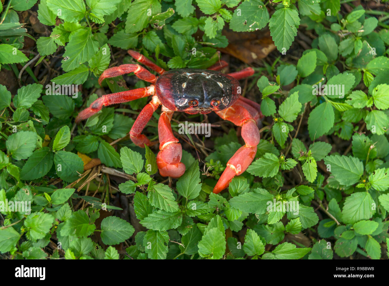 Red crab christmas island hi-res stock photography and images - Alamy