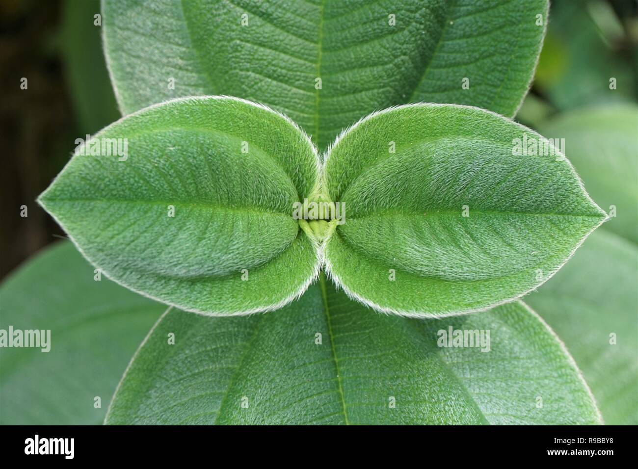 Fuzzy leaves hi-res stock photography and images - Alamy