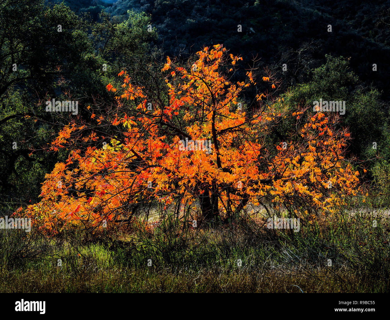 colorful tree at wilderness gardens, pala ca us Stock Photo - Alamy