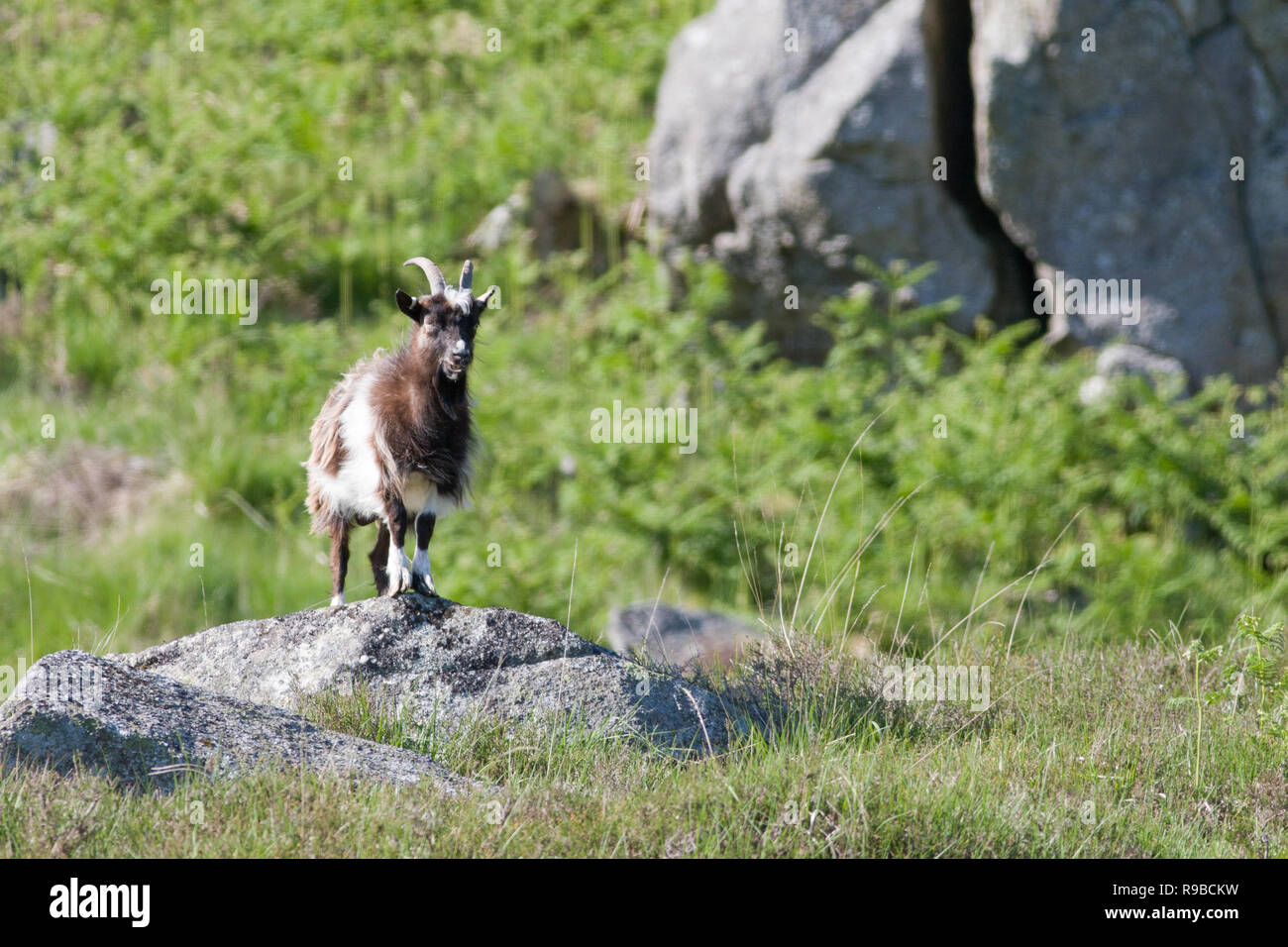 Wild Goat, British Primitive Goats, Scotland, UK Stock Photo - Alamy