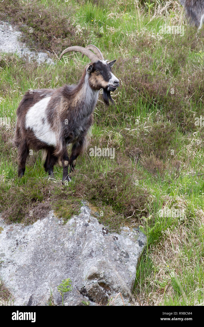 Wild Goat, British Primitive Goats, Scotland, UK Stock Photo - Alamy