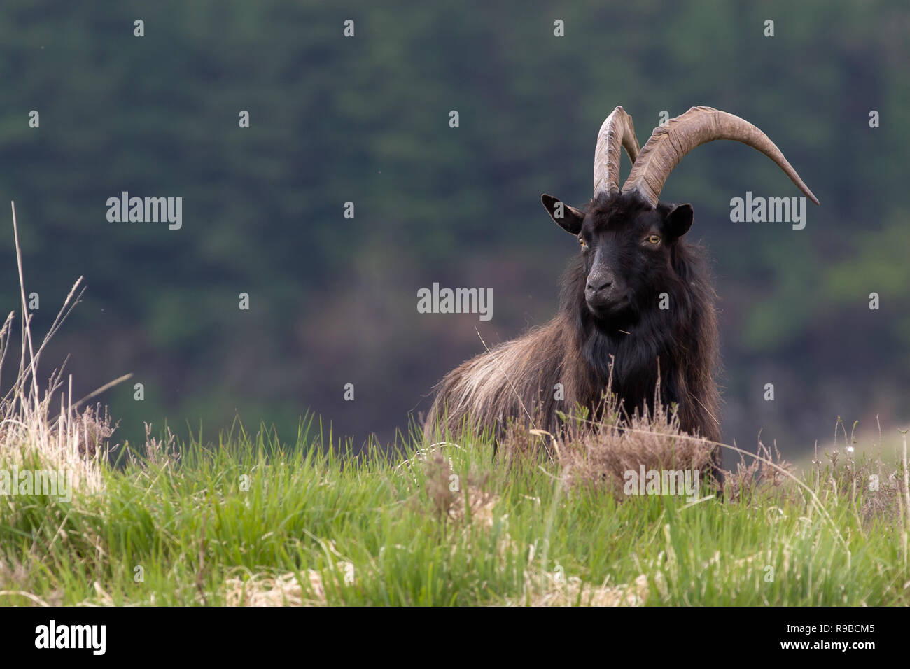 Wild Goat, British Primitive Goats, Scotland, UK Stock Photo - Alamy