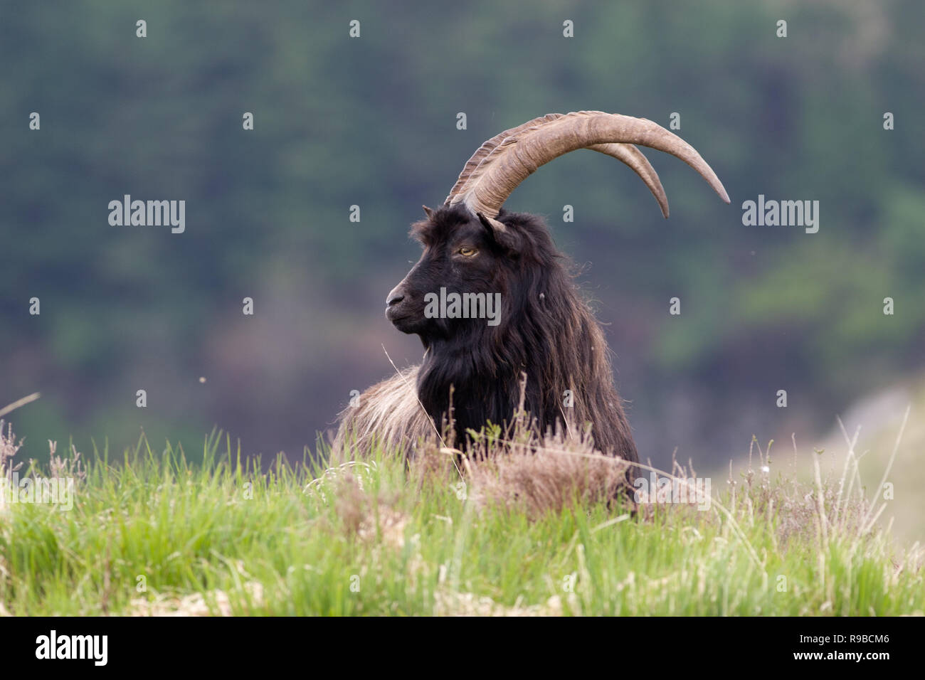 Wild Goat, British Primitive Goats, Scotland, UK Stock Photo - Alamy
