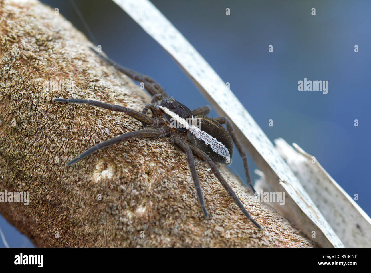 Swamp or Raft Spider, Dolomedes fimbriatus, UK Stock Photo - Alamy