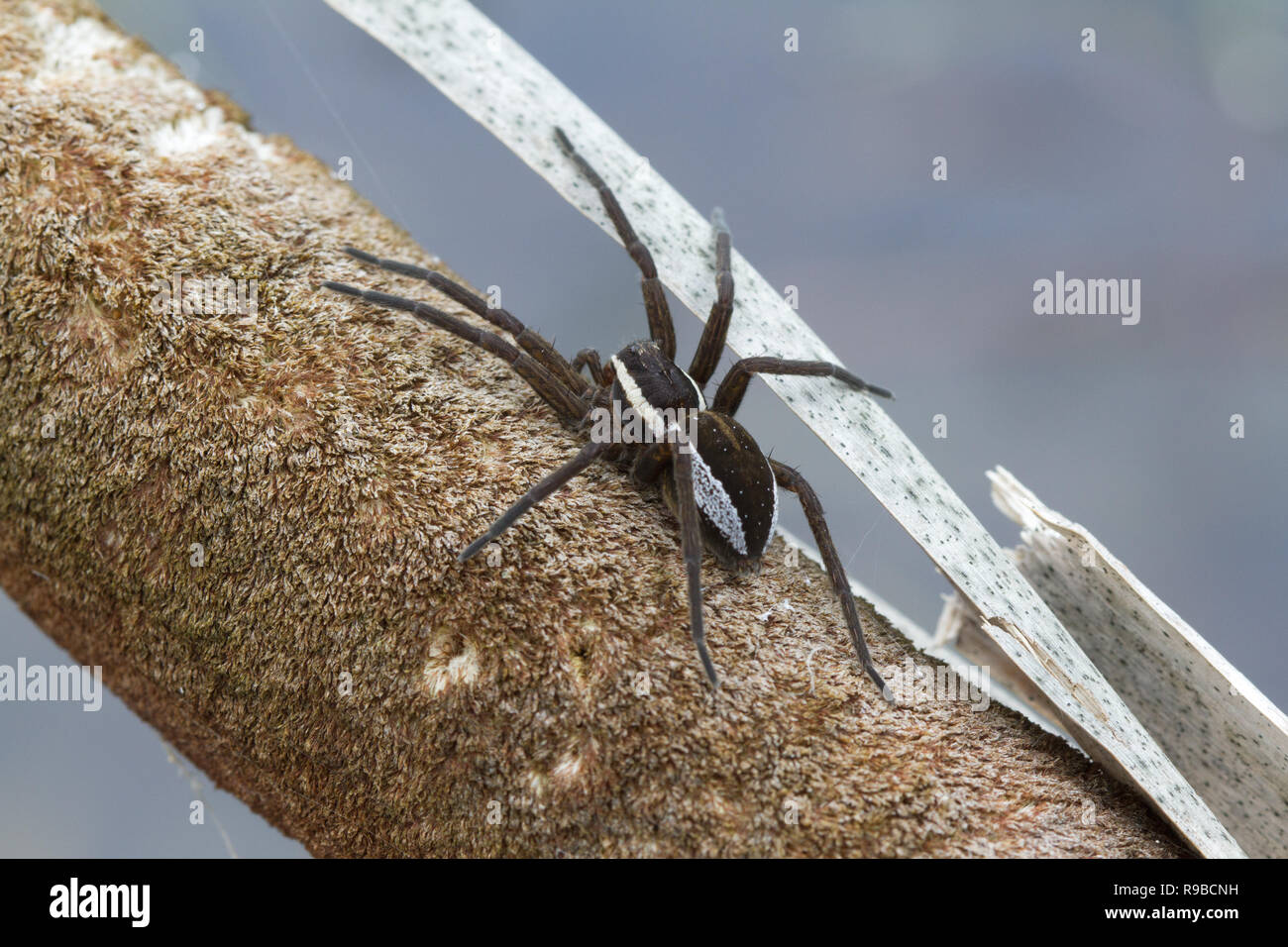 Swamp or Raft Spider, Dolomedes fimbriatus, UK Stock Photo - Alamy