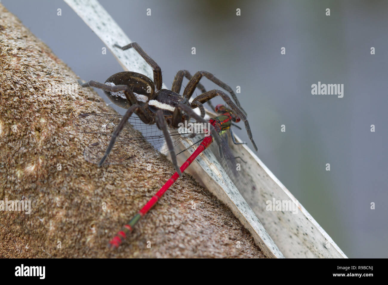 Swamp spider hi-res stock photography and images - Alamy