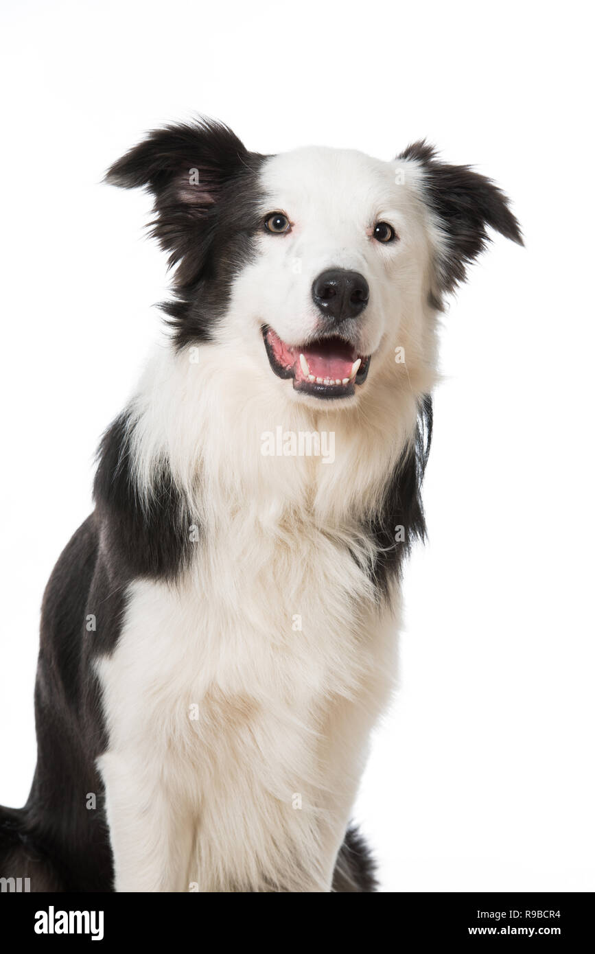 Border collie isolated on white Stock Photo - Alamy