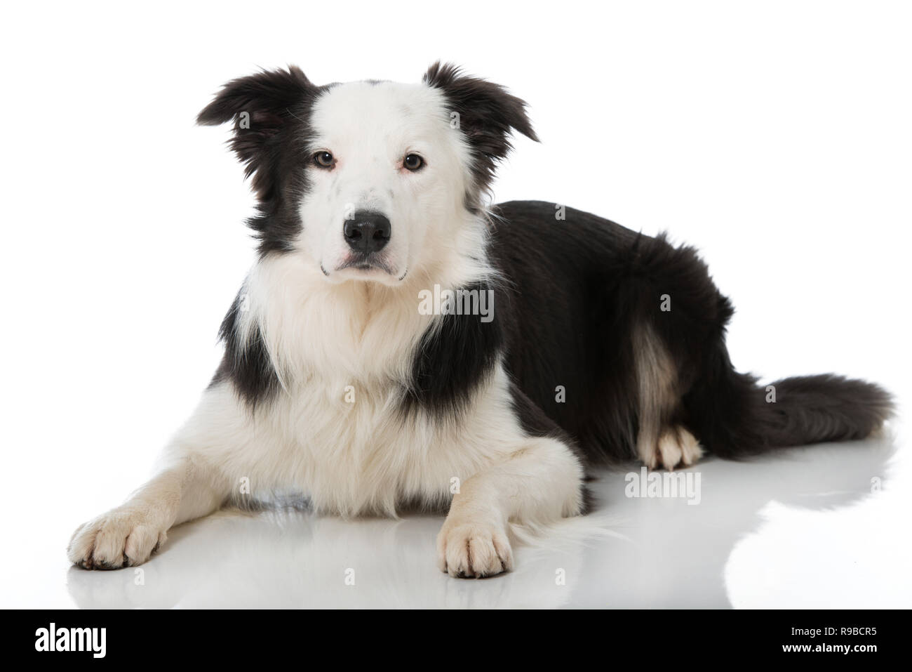 Border collie isolated on white Stock Photo - Alamy