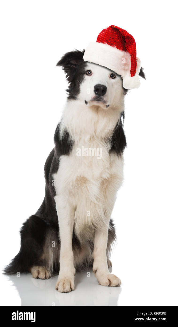 Colie hi-res stock photography and images - Alamy