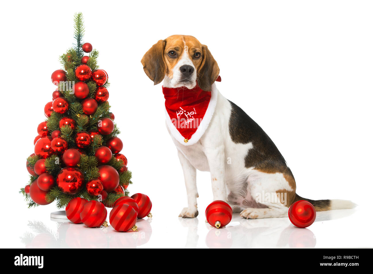 Beagle dog with christmas tree on white background Stock Photo - Alamy