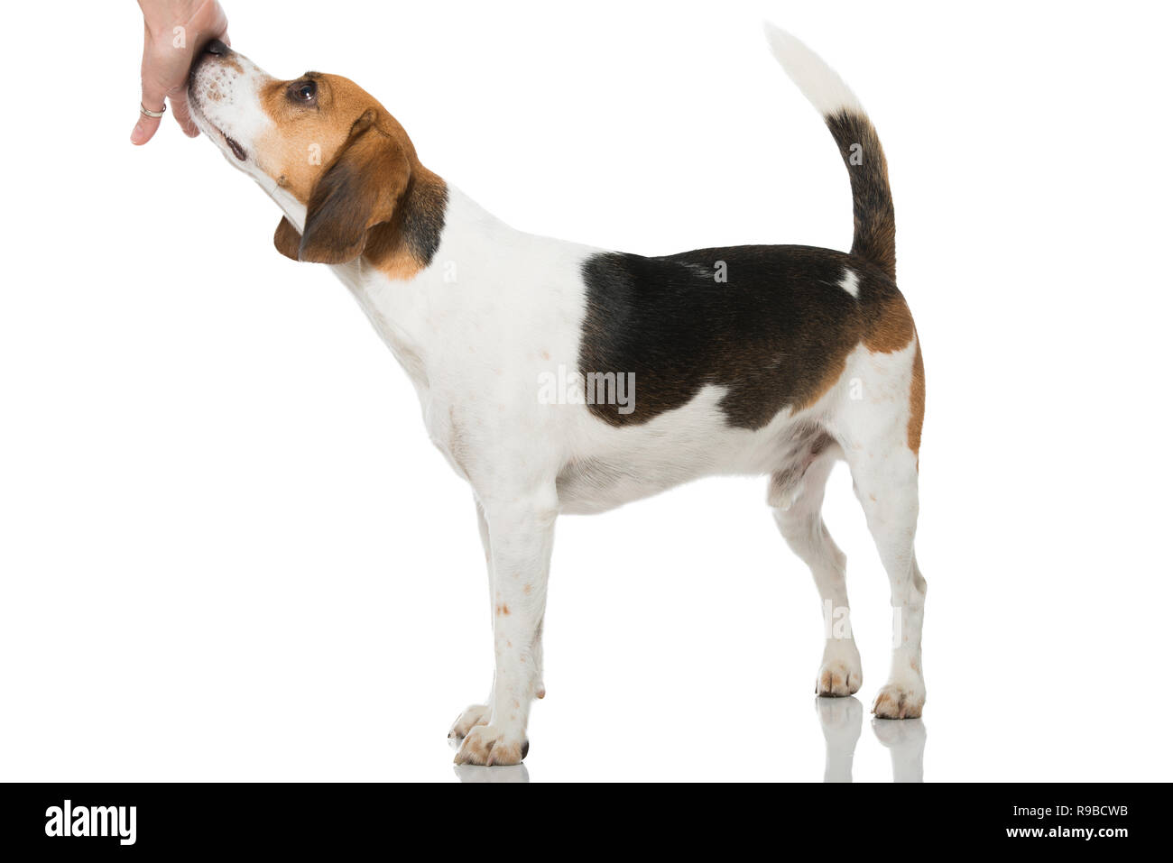 Beagle dog standing on white background Stock Photo - Alamy