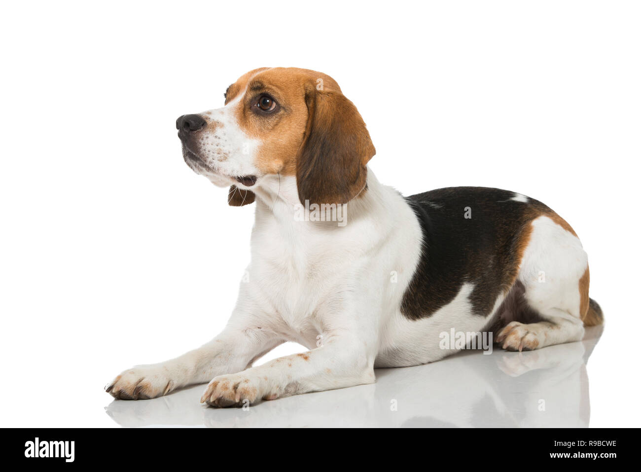 Beagle dog lying on white background Stock Photo - Alamy