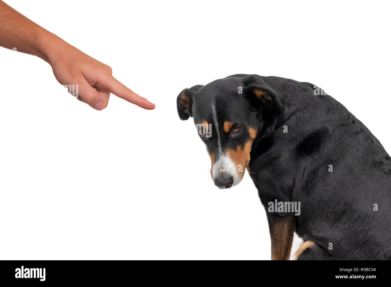 Bad appenzeller dog, pushing by owner with finger pointing at him ...