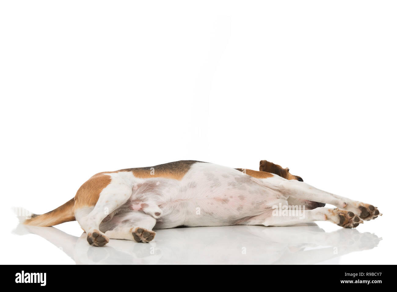 Dead dog isolated on white Stock Photo - Alamy