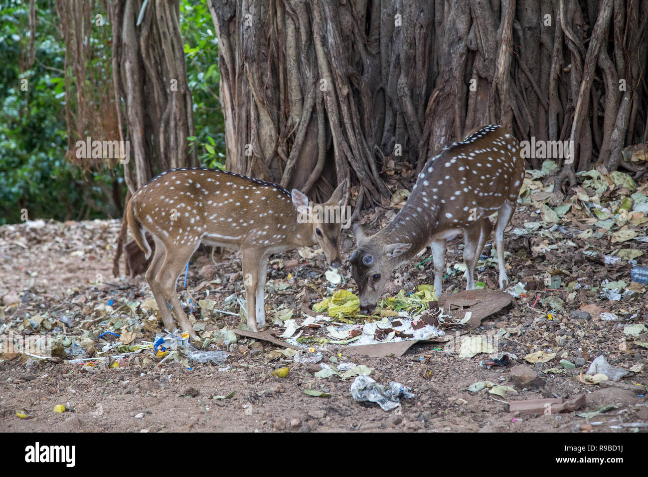 Deer at Fort Fredrick in Trincomalee, Sri Lanka Stock Photo - Alamy