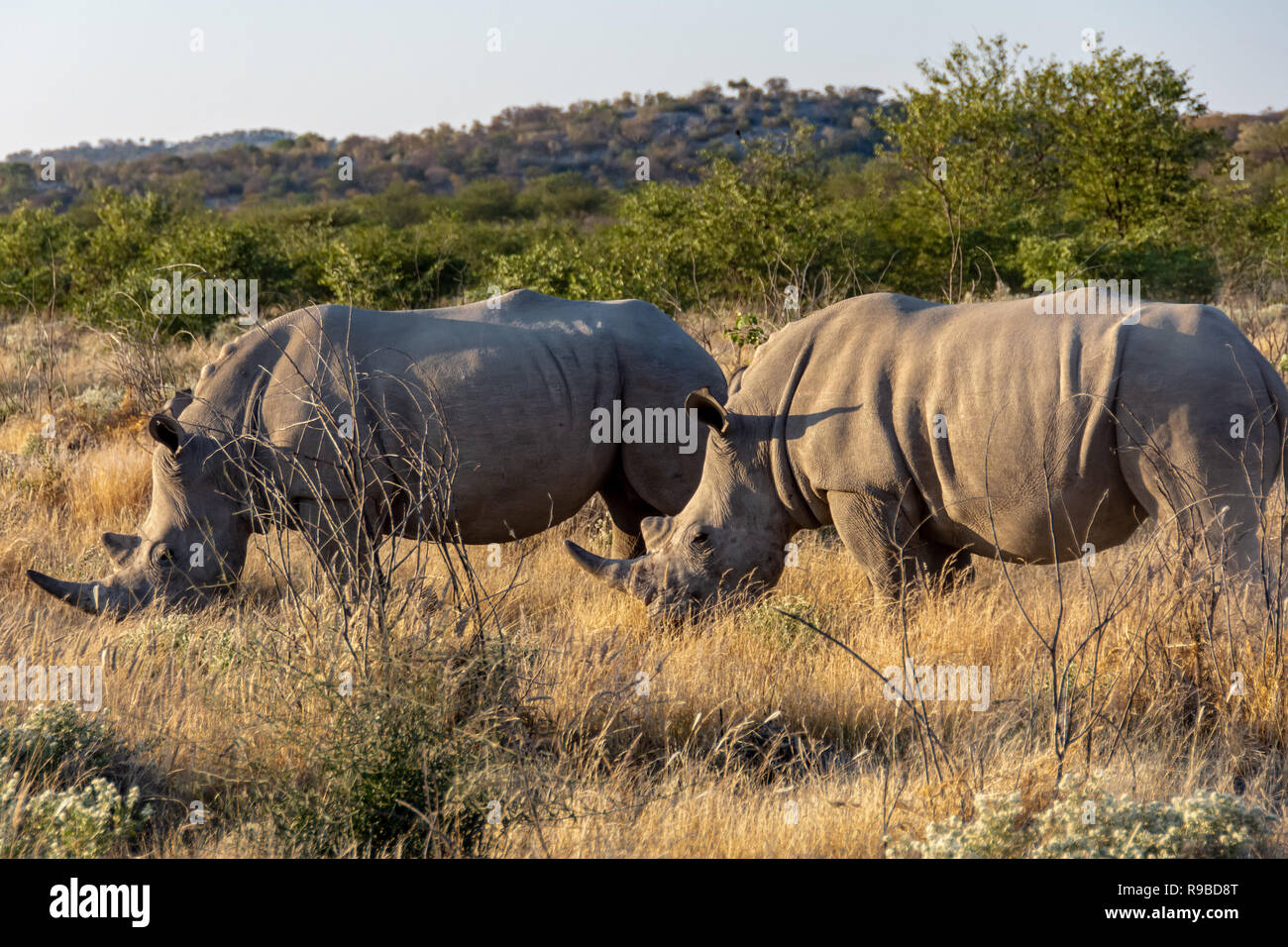 Rhinos predators hi-res stock photography and images - Alamy
