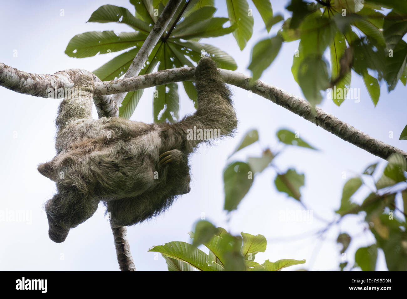 Cecropia tree sloth hi-res stock photography and images - Alamy