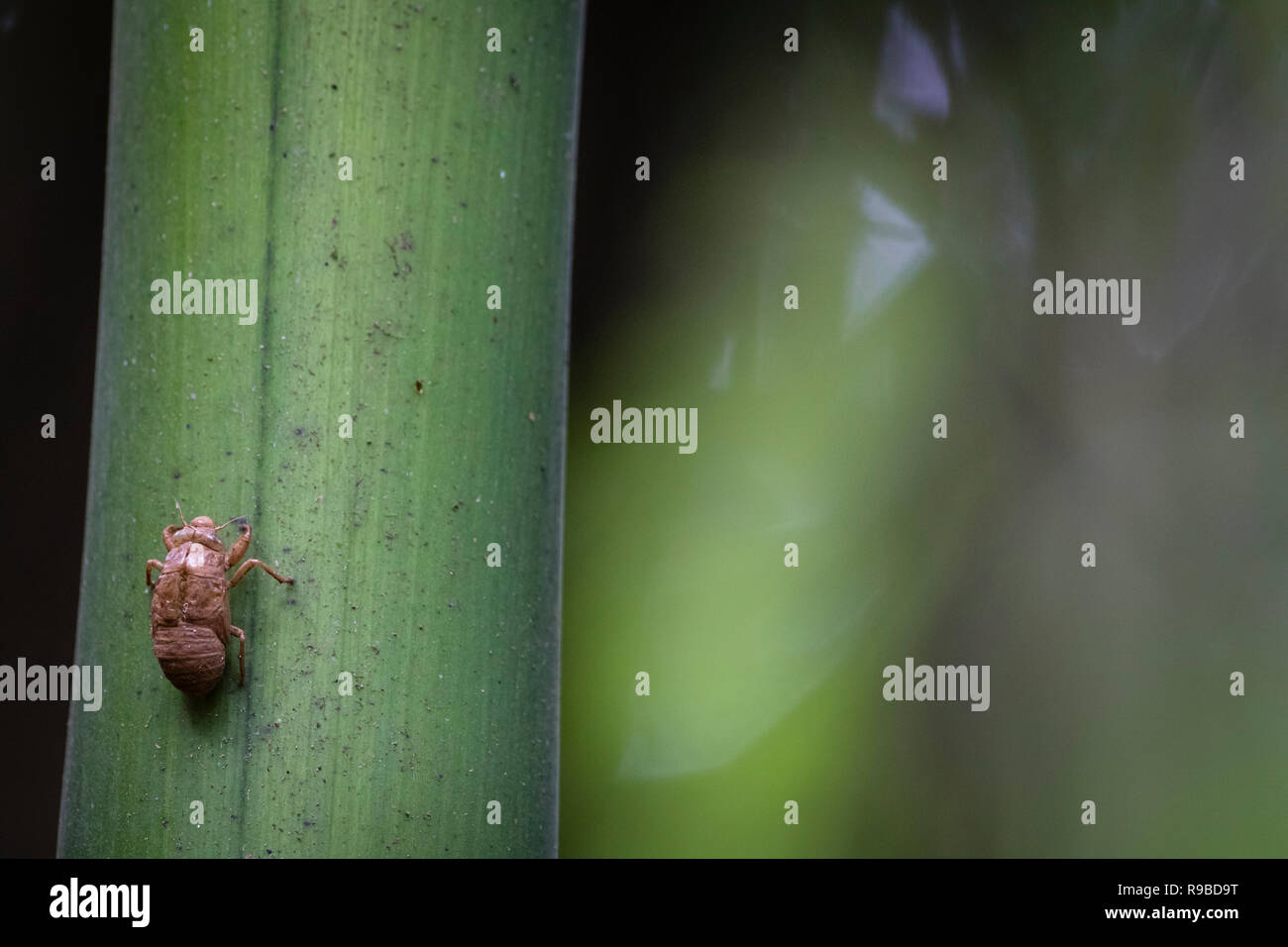 Insects exoskeleton closeup hi-res stock photography and images - Alamy