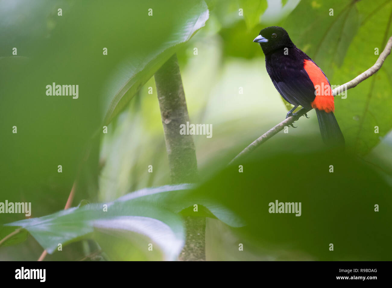Scarlet-rumped Tanager (Ramphocelus passerinii) male perched on branch ...