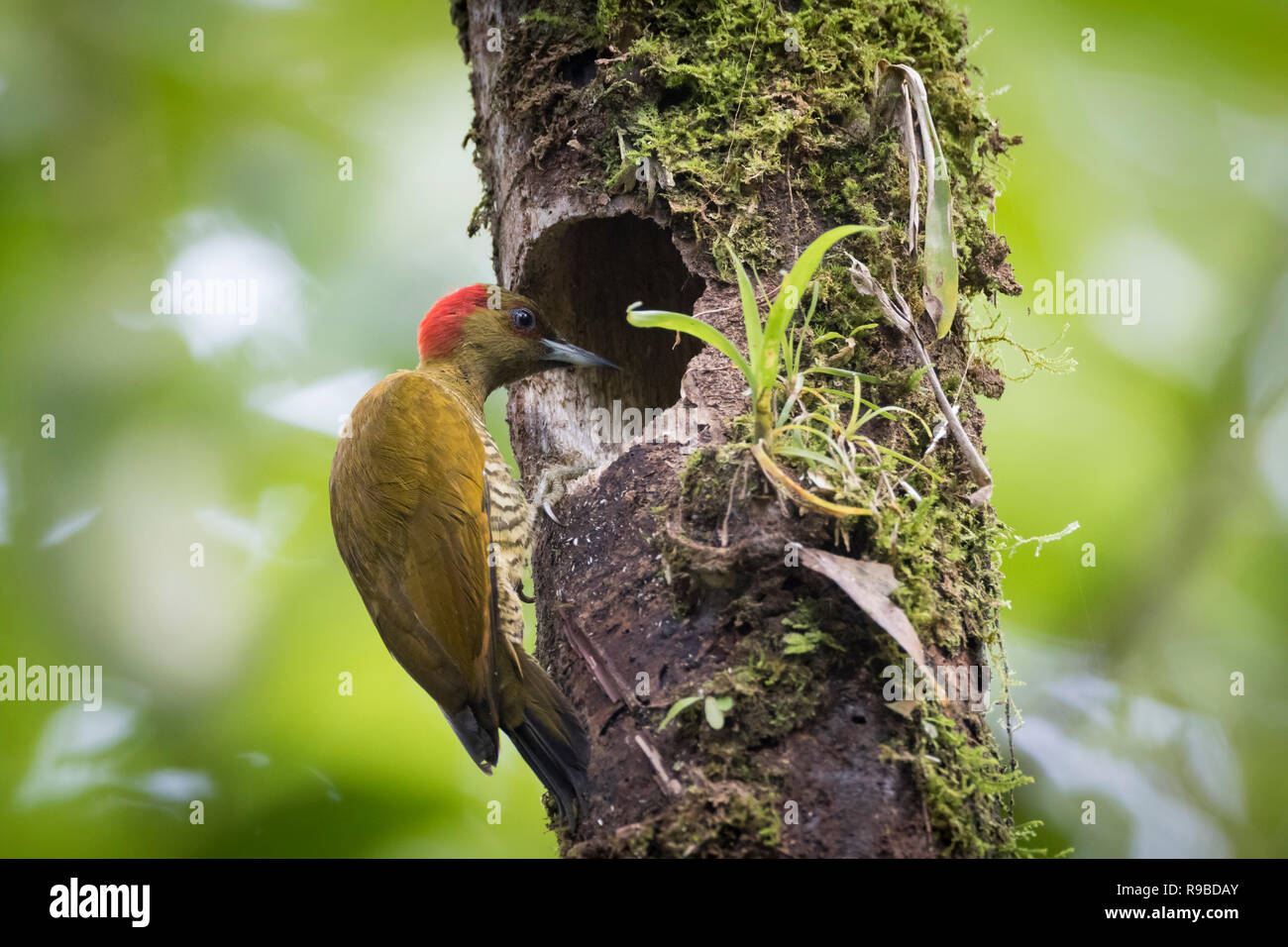 Rufous-winged Woodpecker (Piculus simplex), female in nest hole. La ...