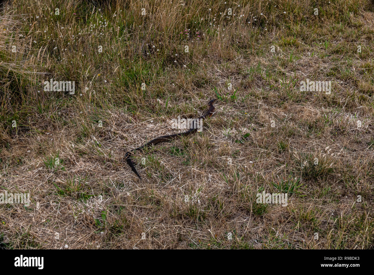 Australia snake copperhead hi-res stock photography and images - Alamy